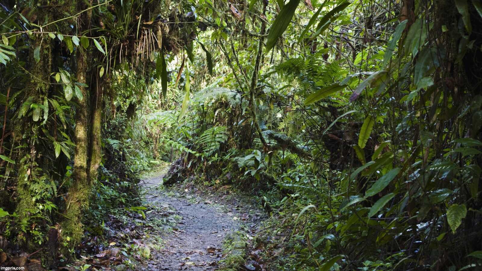 Amazon Rain Forest Wallpapers (57 images) - WallpaperCat