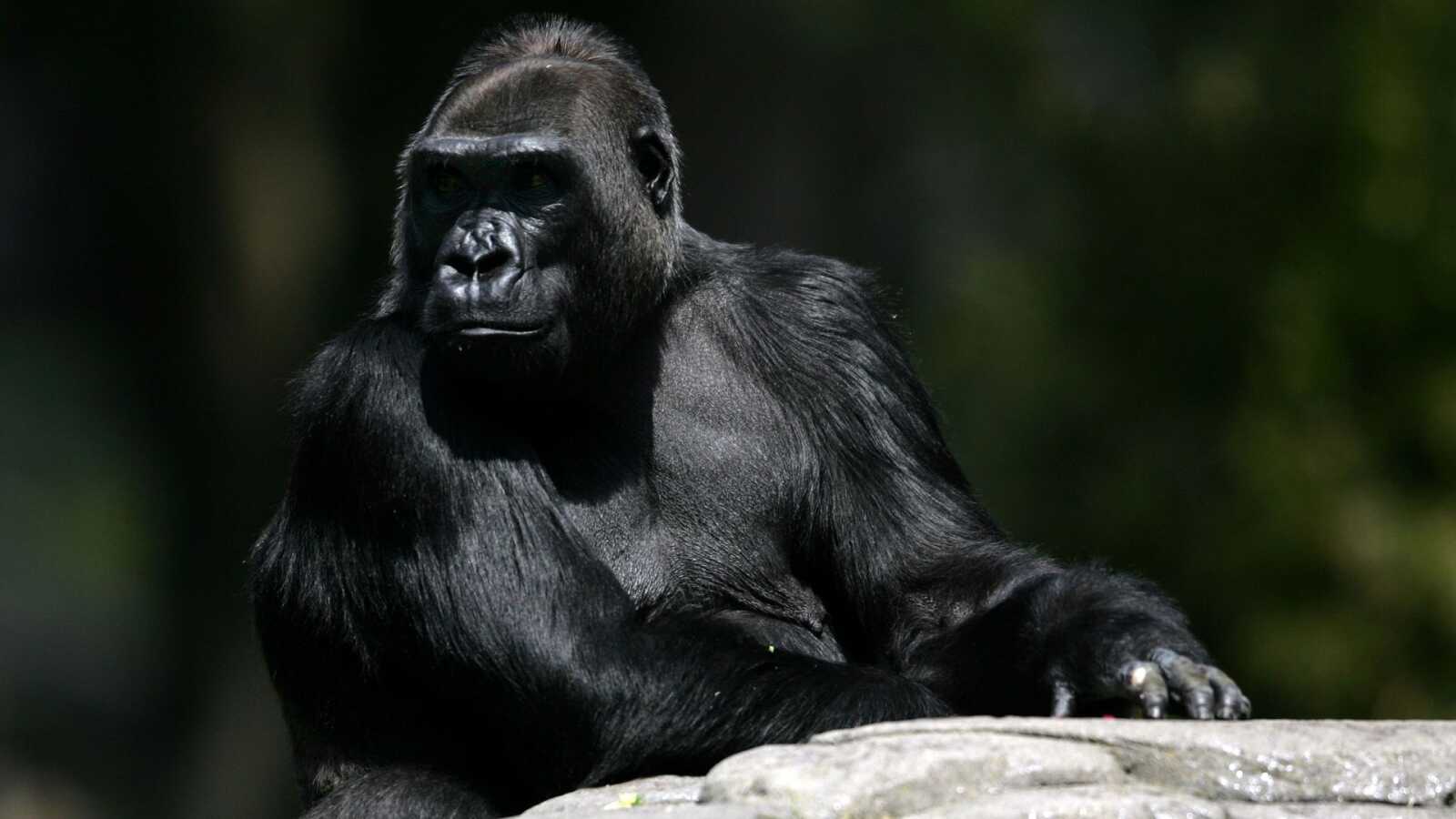 Gorilla Wallpapers (52 images) - WallpaperCat
