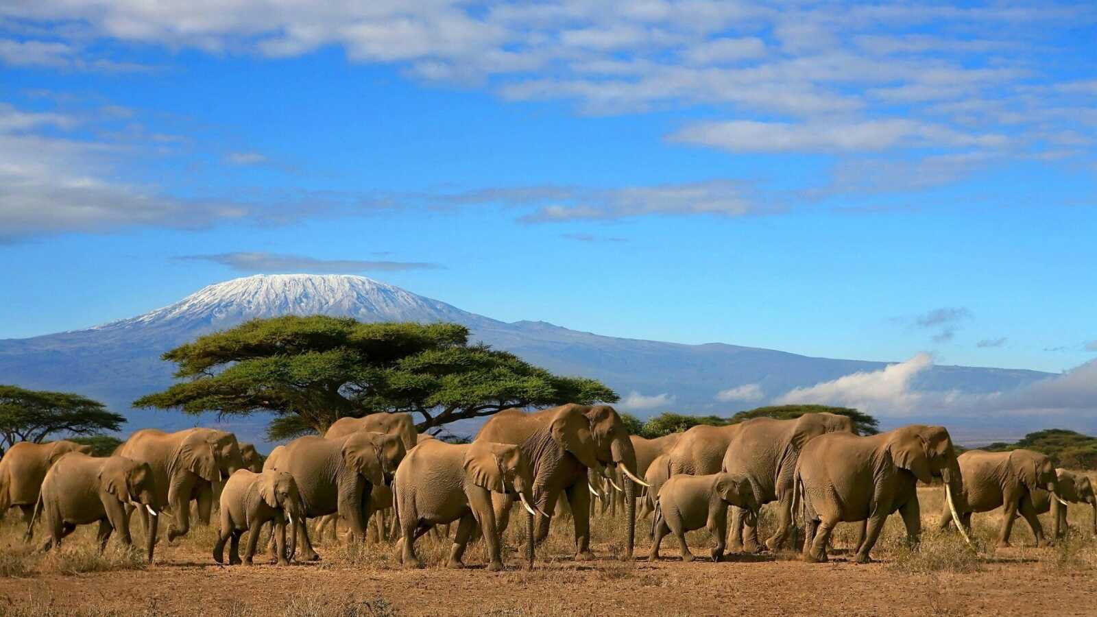 Elephant Wallpapers (38 images) - WallpaperCat