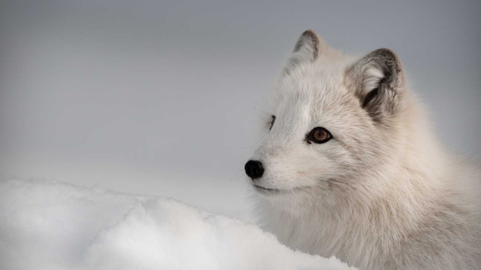 Arctic Fox Wallpapers (61 images) - WallpaperCat