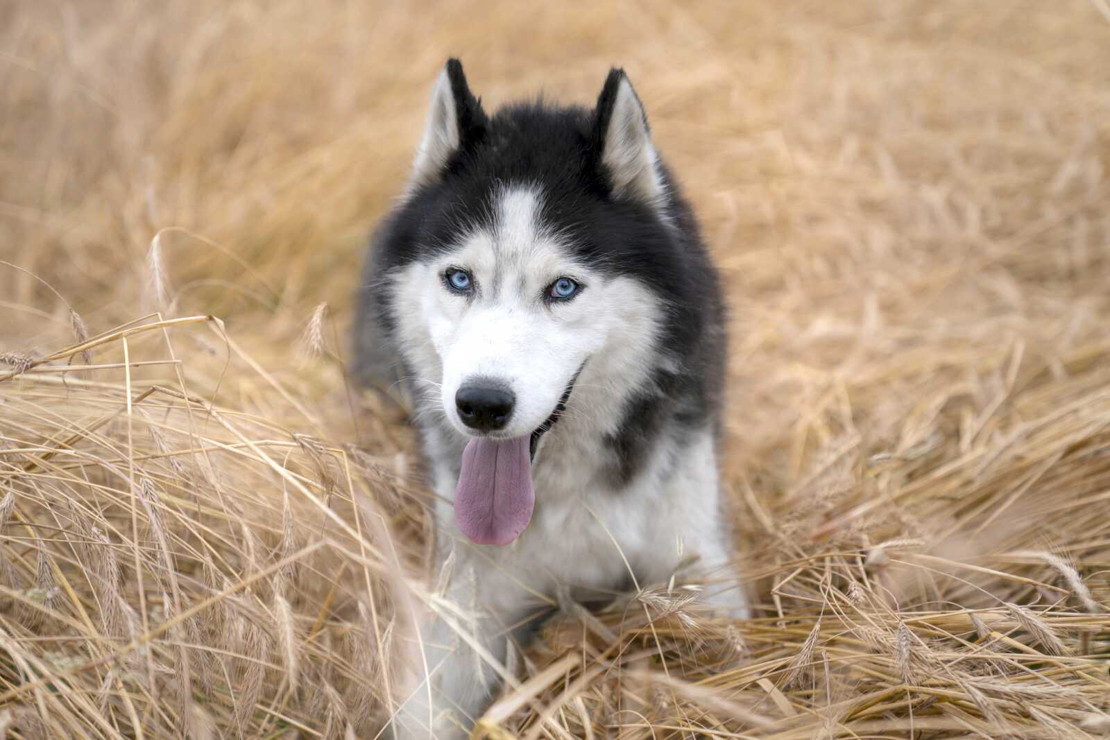 Husky Wallpapers (70 images) - WallpaperCat