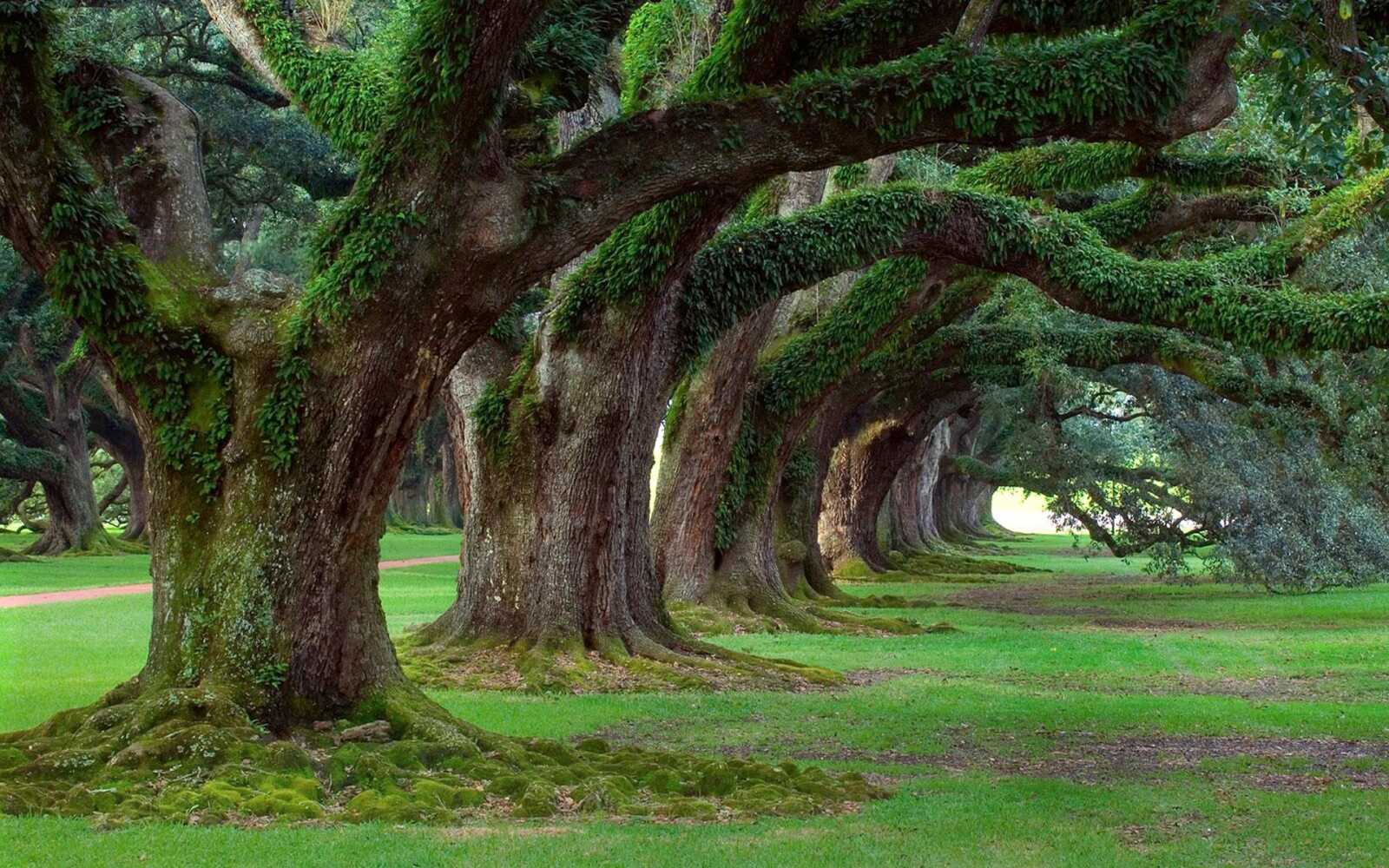 Oak Tree Wallpapers (58 images) - WallpaperCat