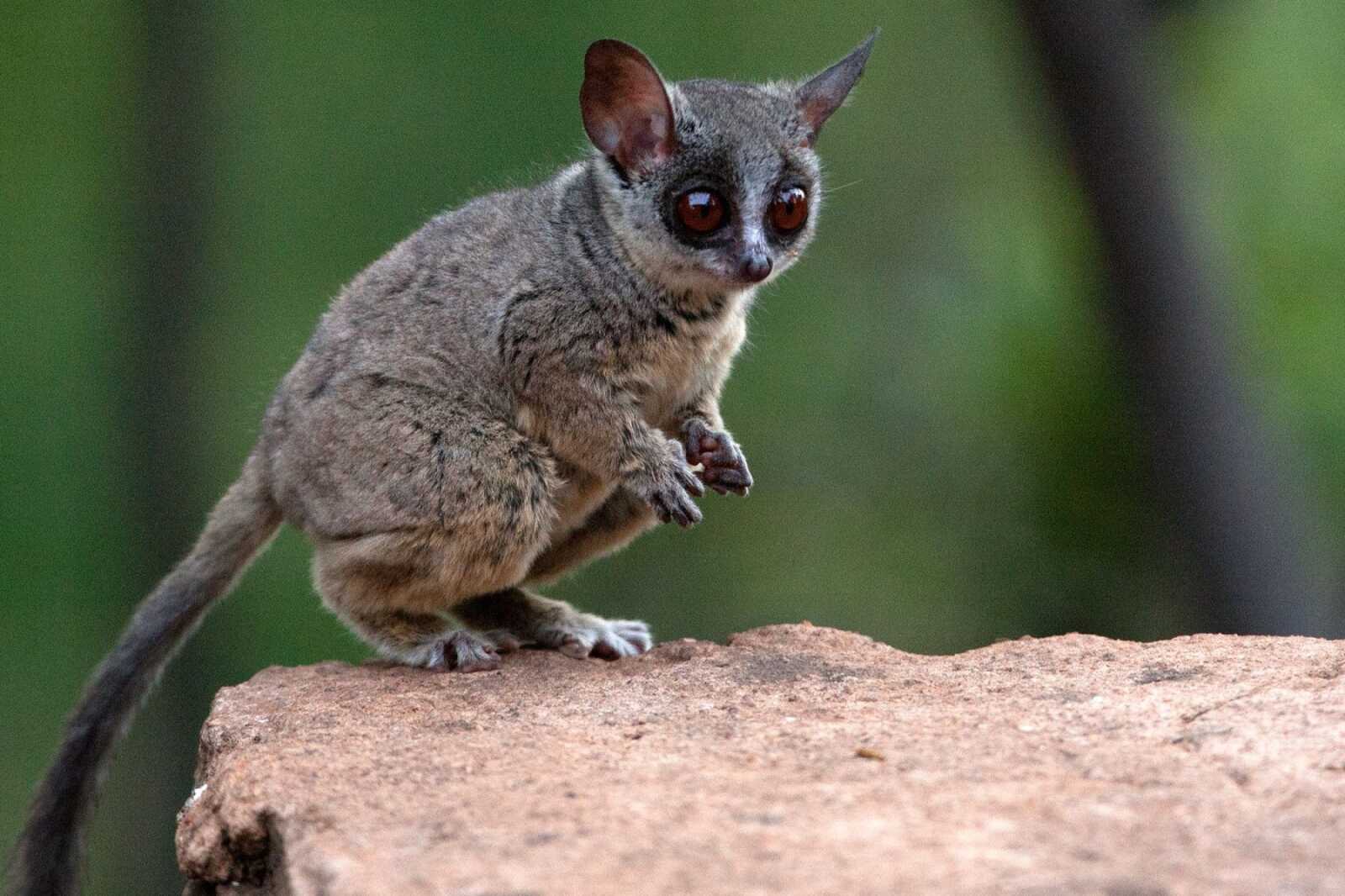 Bush Baby (Galago) Wallpapers (20 images) - WallpaperCat