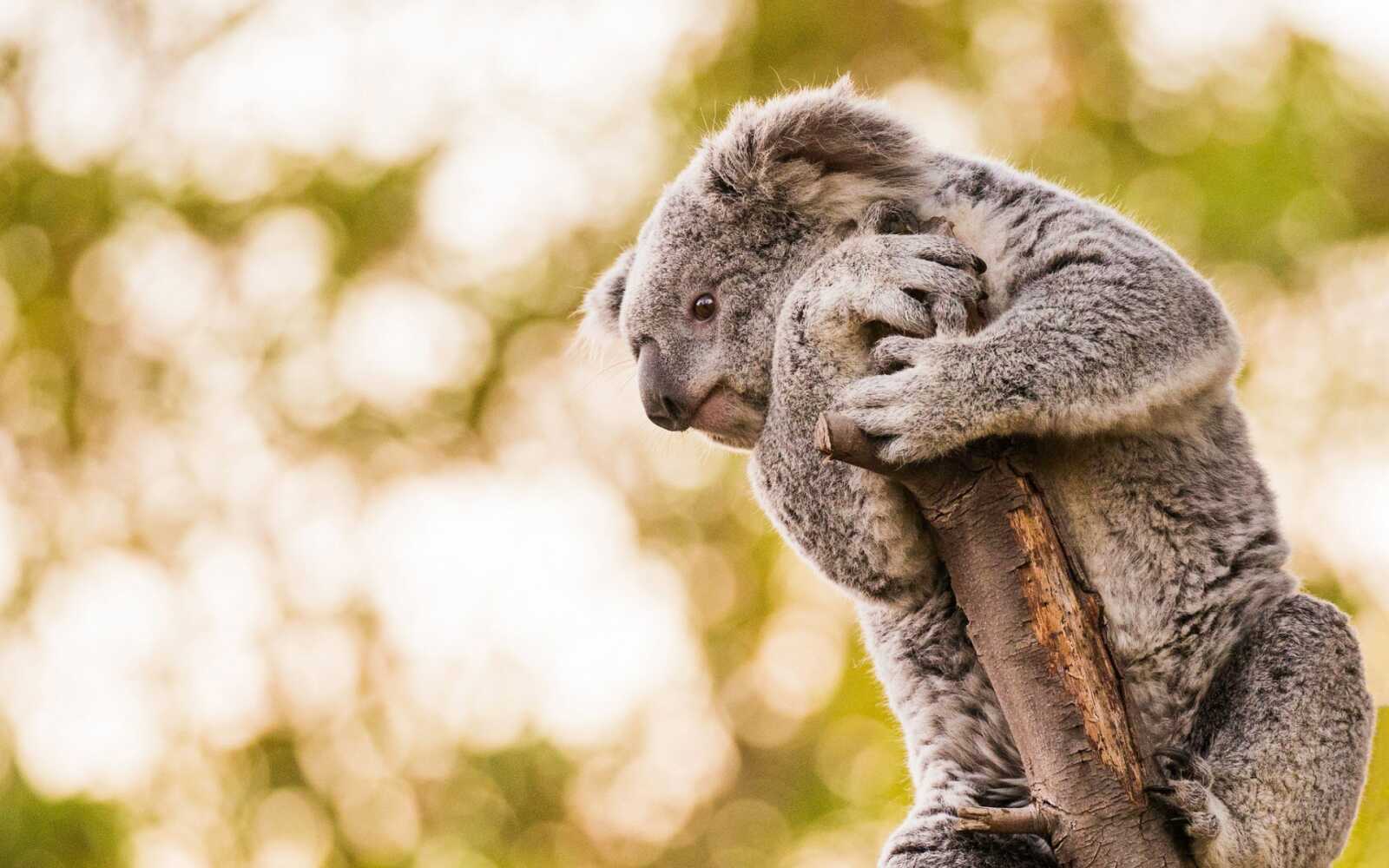 Koala Wallpapers (86 images) - WallpaperCat
