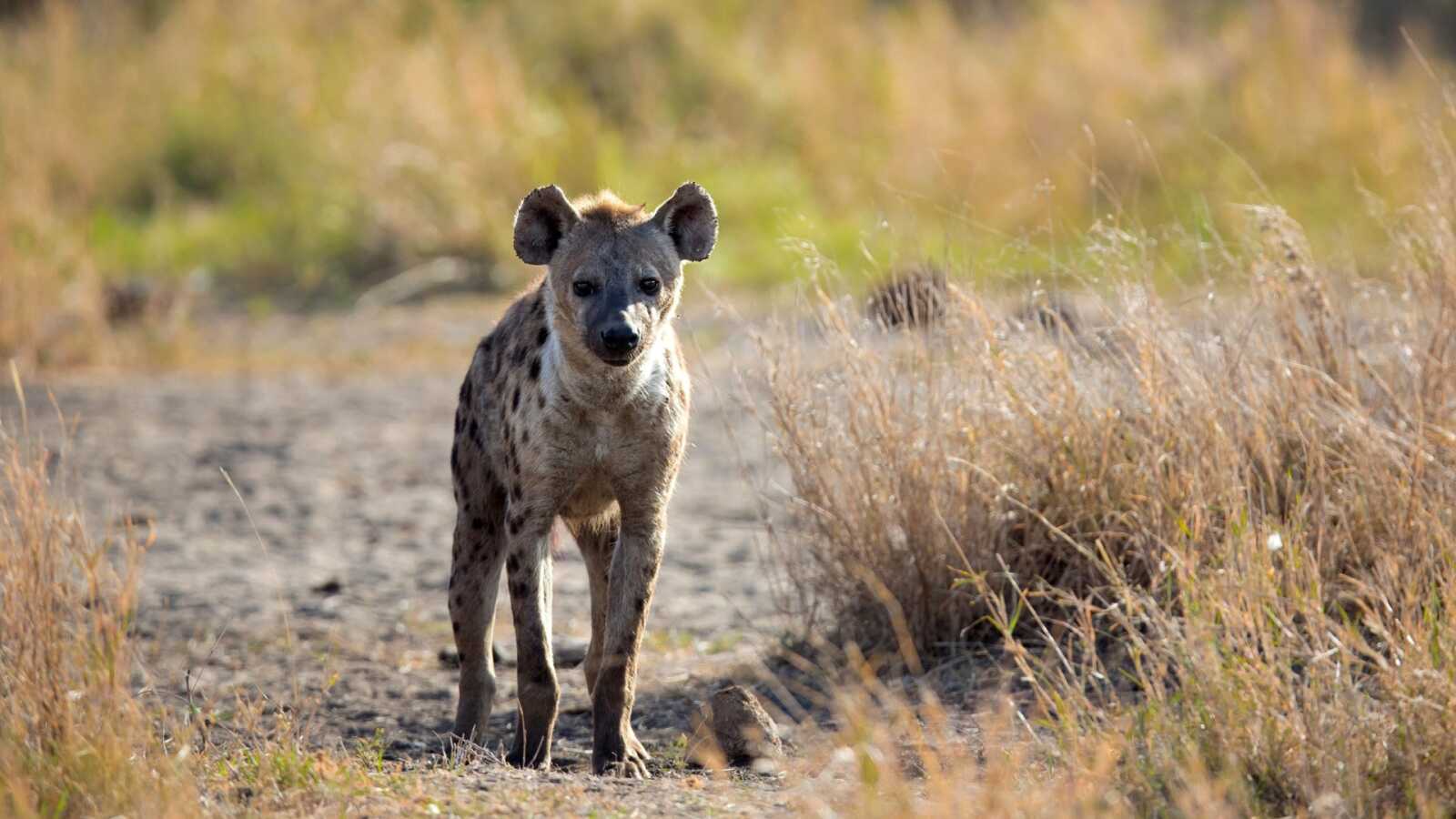 Hyena Wallpapers (37 images) - WallpaperCat