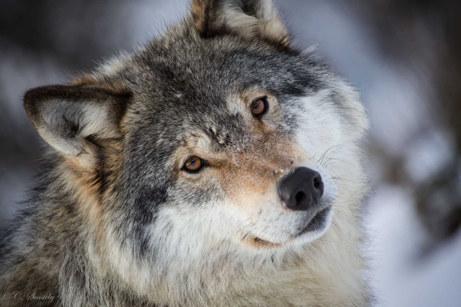 Gray Wolf Wallpapers (44 images) - WallpaperCat