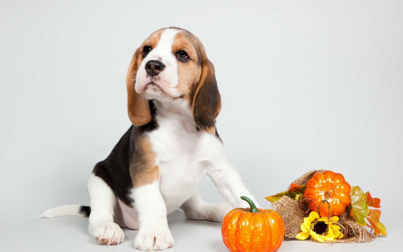 Beagle Wallpapers (34 images) - WallpaperCat