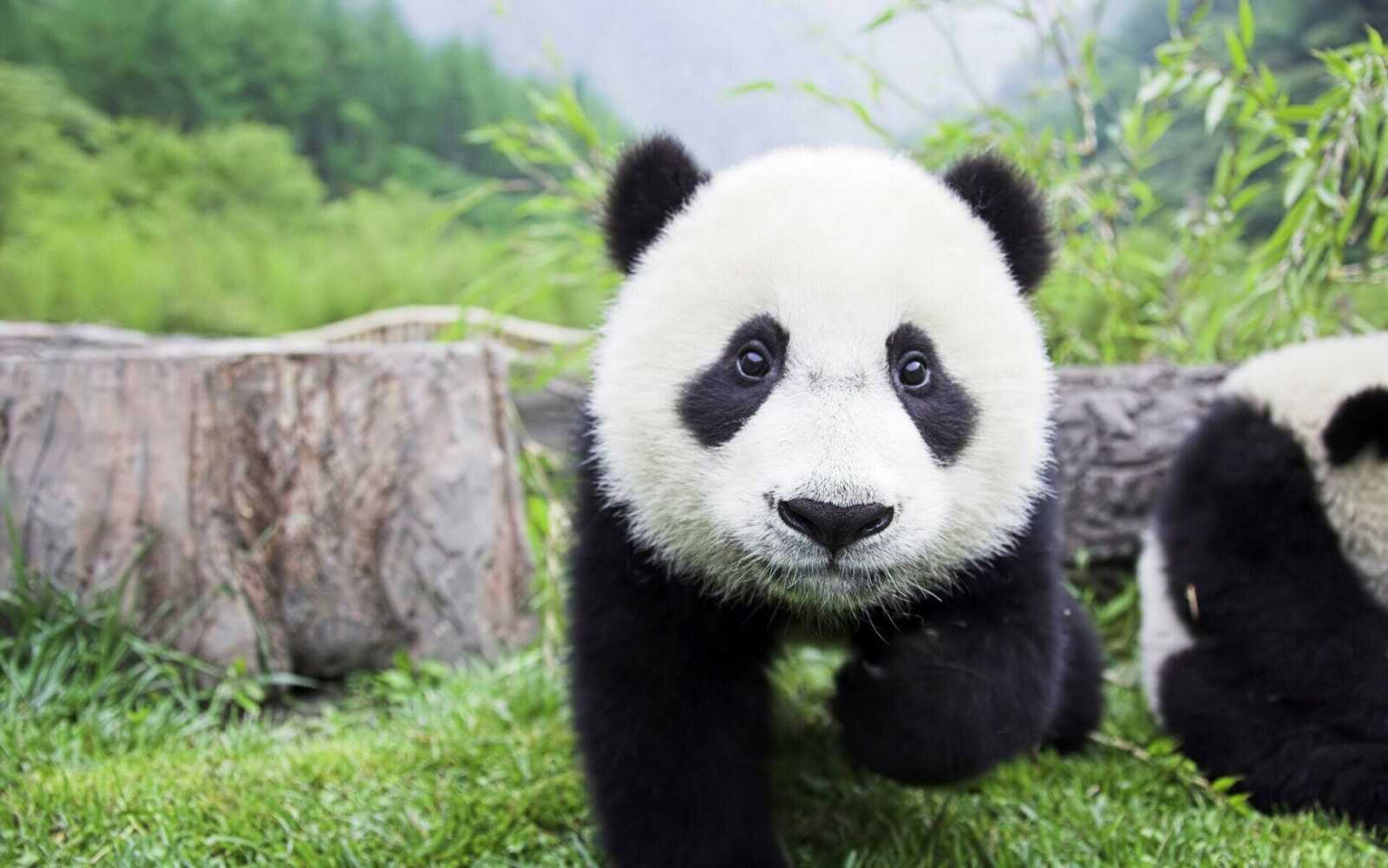 Panda Wallpapers (100 images) - WallpaperCat