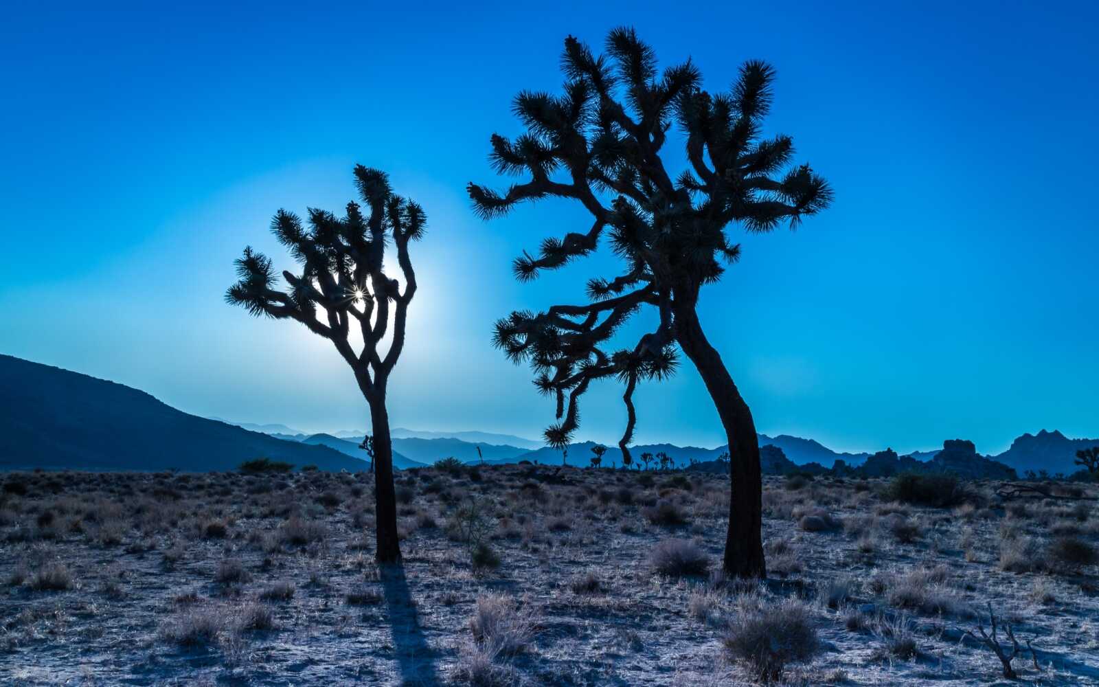 Joshua Tree Wallpapers (38 images) - WallpaperCat