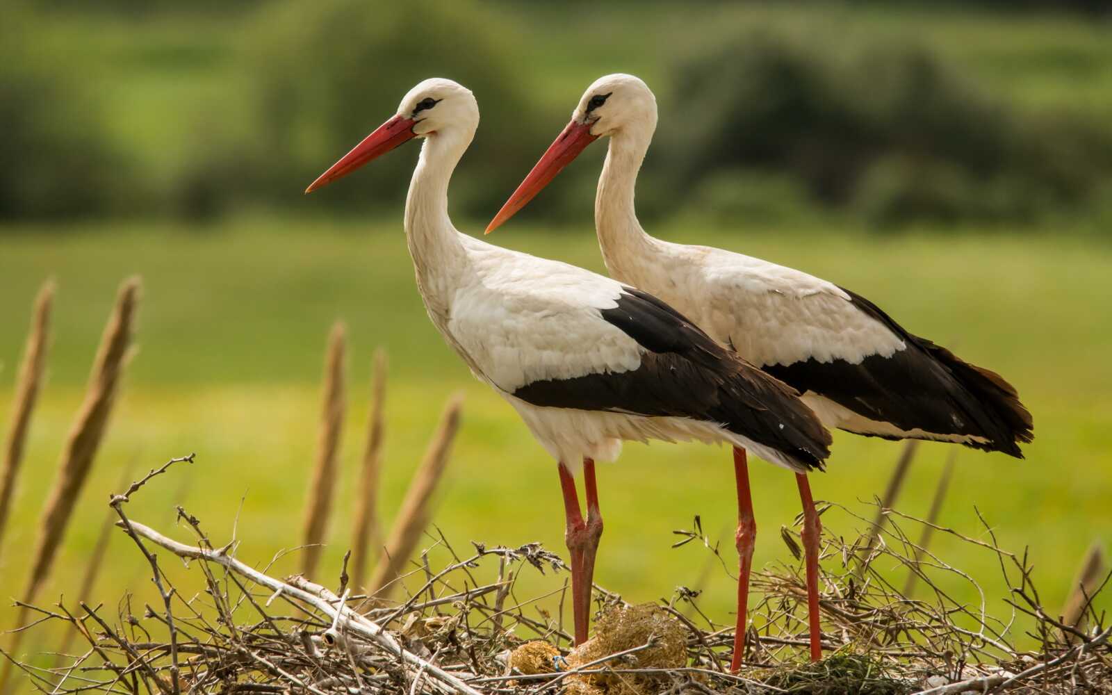 Stork Wallpapers (48 images) - WallpaperCat