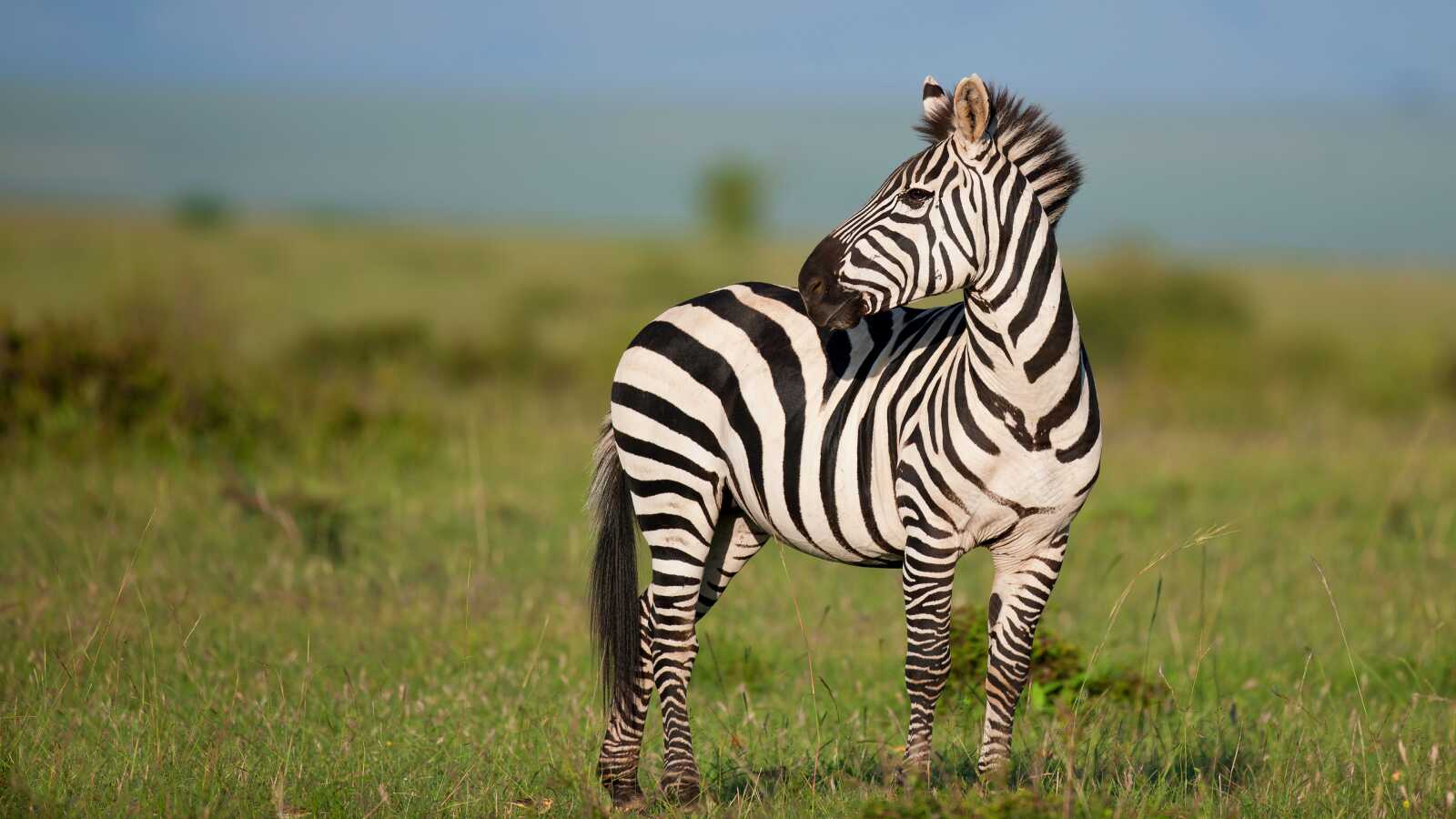 Zebra Wallpapers (48 images) - WallpaperCat