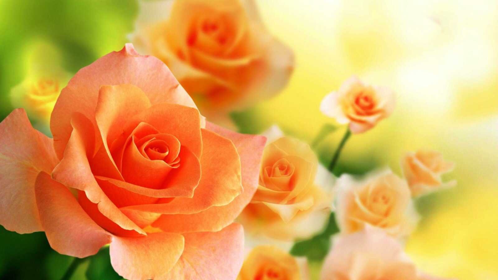 Rose Wallpapers (40 images) - WallpaperCat