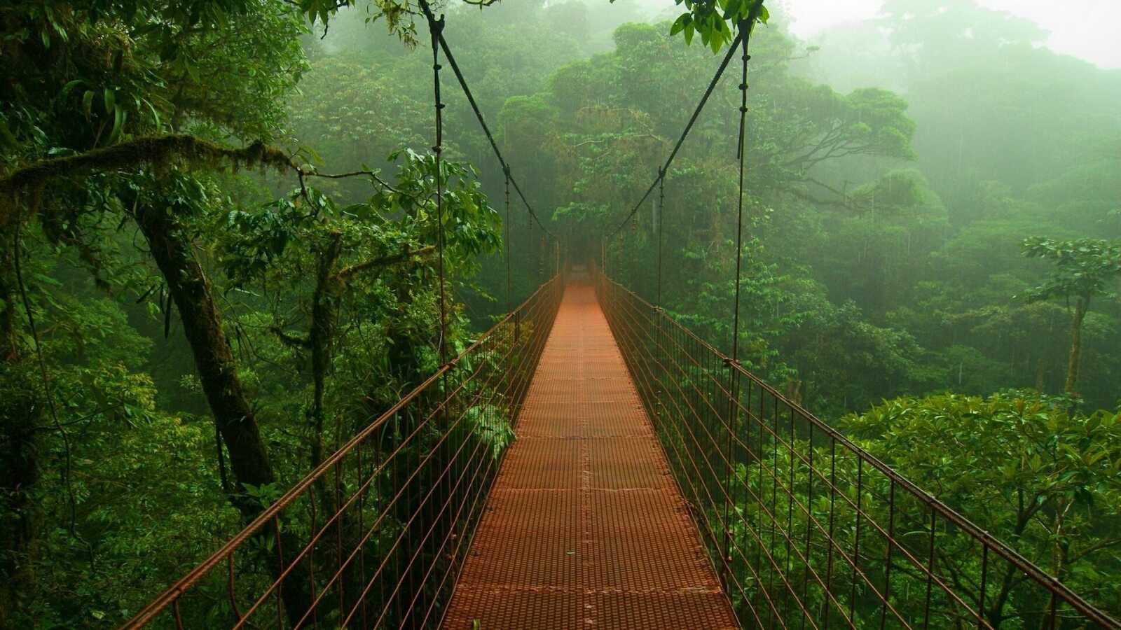 Rainforest Wallpapers (109 images) - WallpaperCat