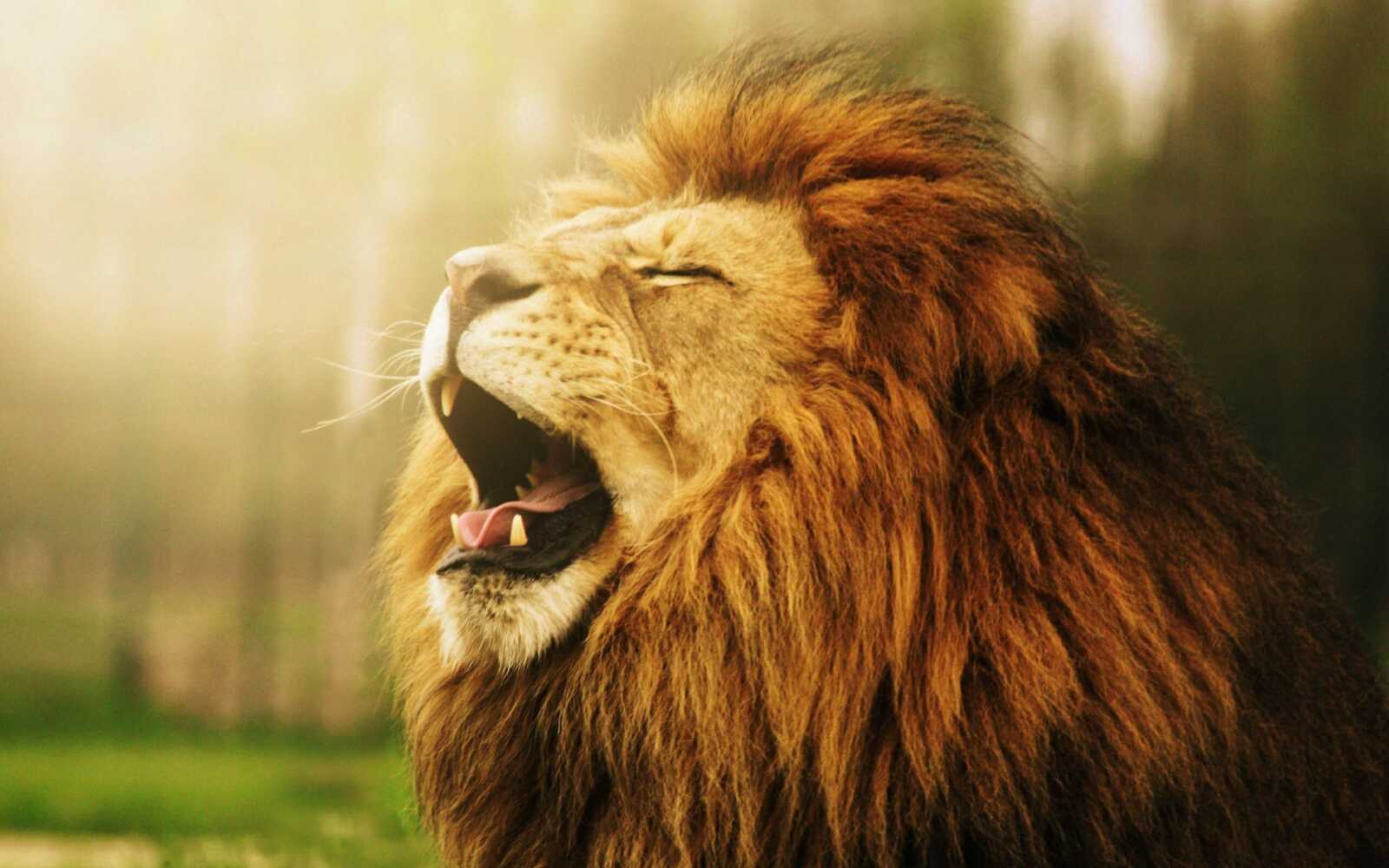 Lion Wallpapers (103 images) - WallpaperCat