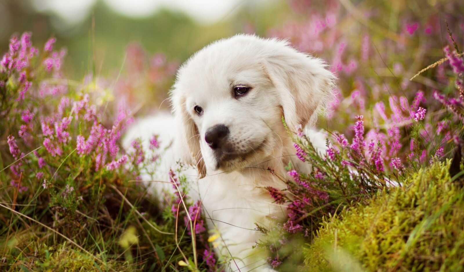 Dog Wallpapers (129 images) - WallpaperCat