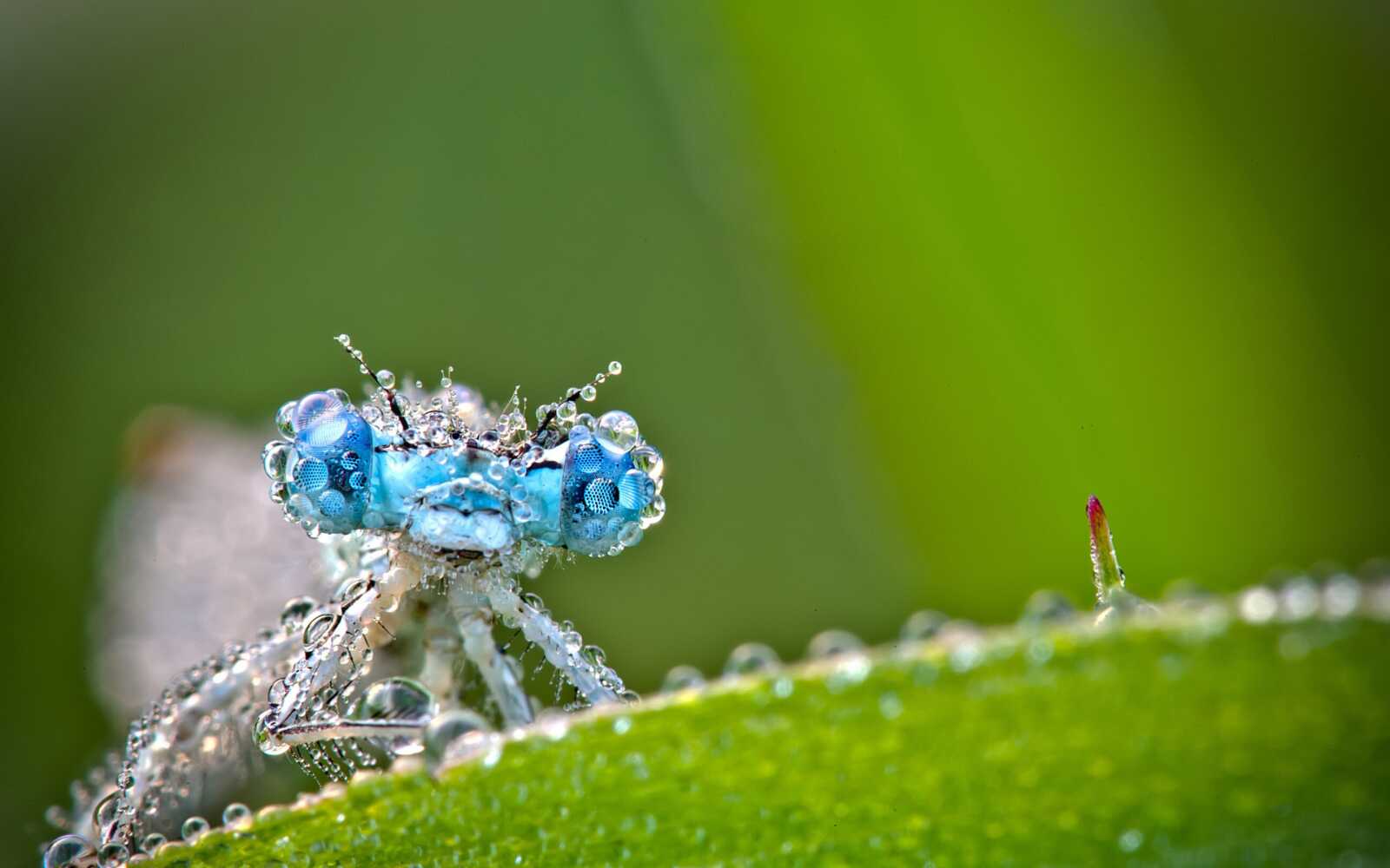 Dragonfly Wallpapers (31 images) - WallpaperCat