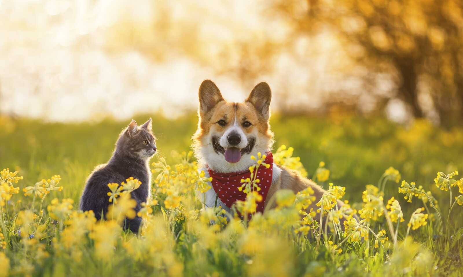 Corgi Wallpapers (61 images) - WallpaperCat