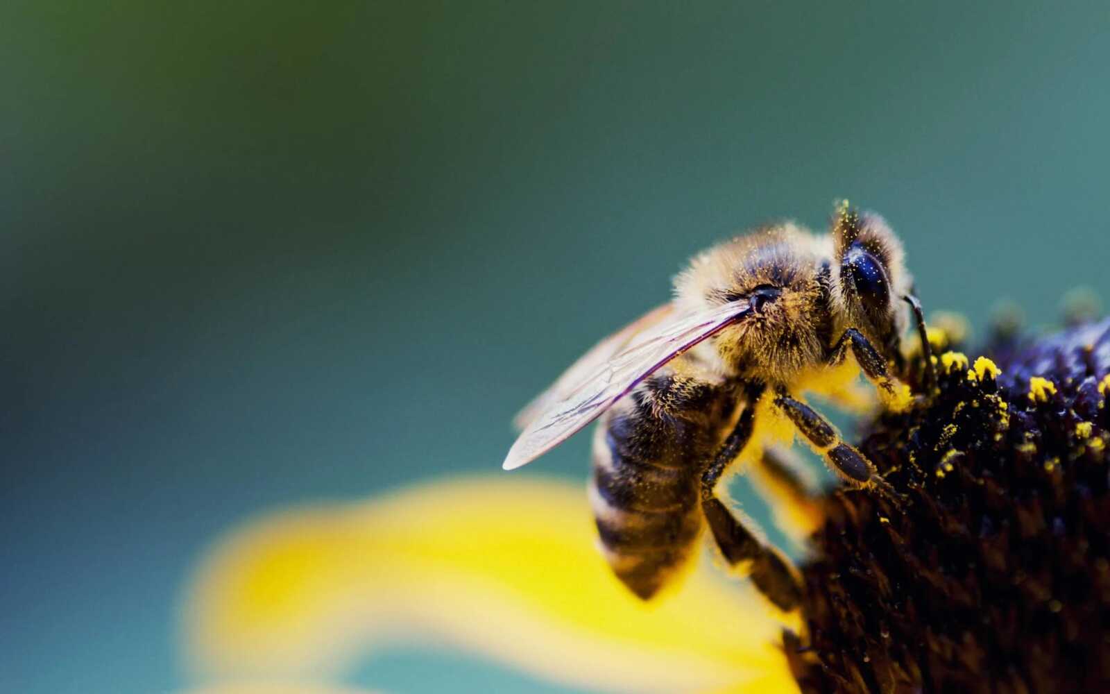 Bee Wallpapers (75 images) - WallpaperCat