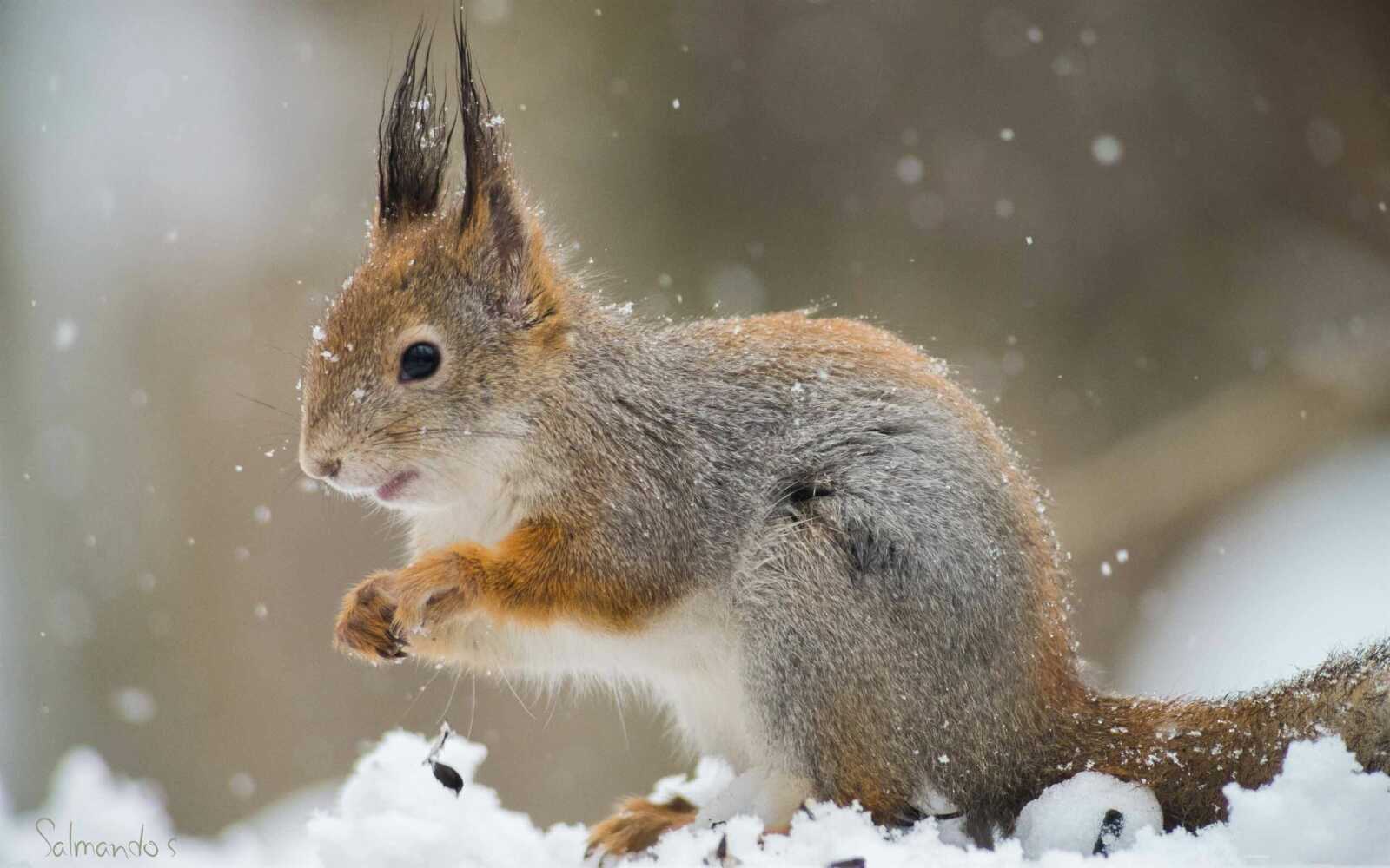 Squirrel Wallpapers (98 images) - WallpaperCat