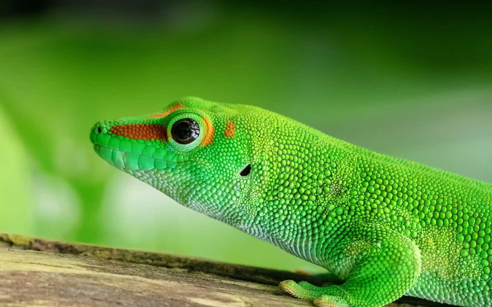 Lizard Wallpapers (56 images) - WallpaperCat