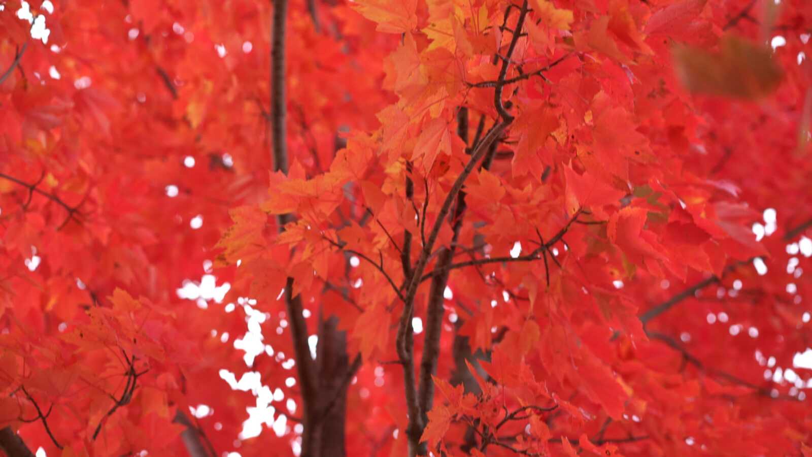 Maple Tree Wallpapers (97 images) - WallpaperCat
