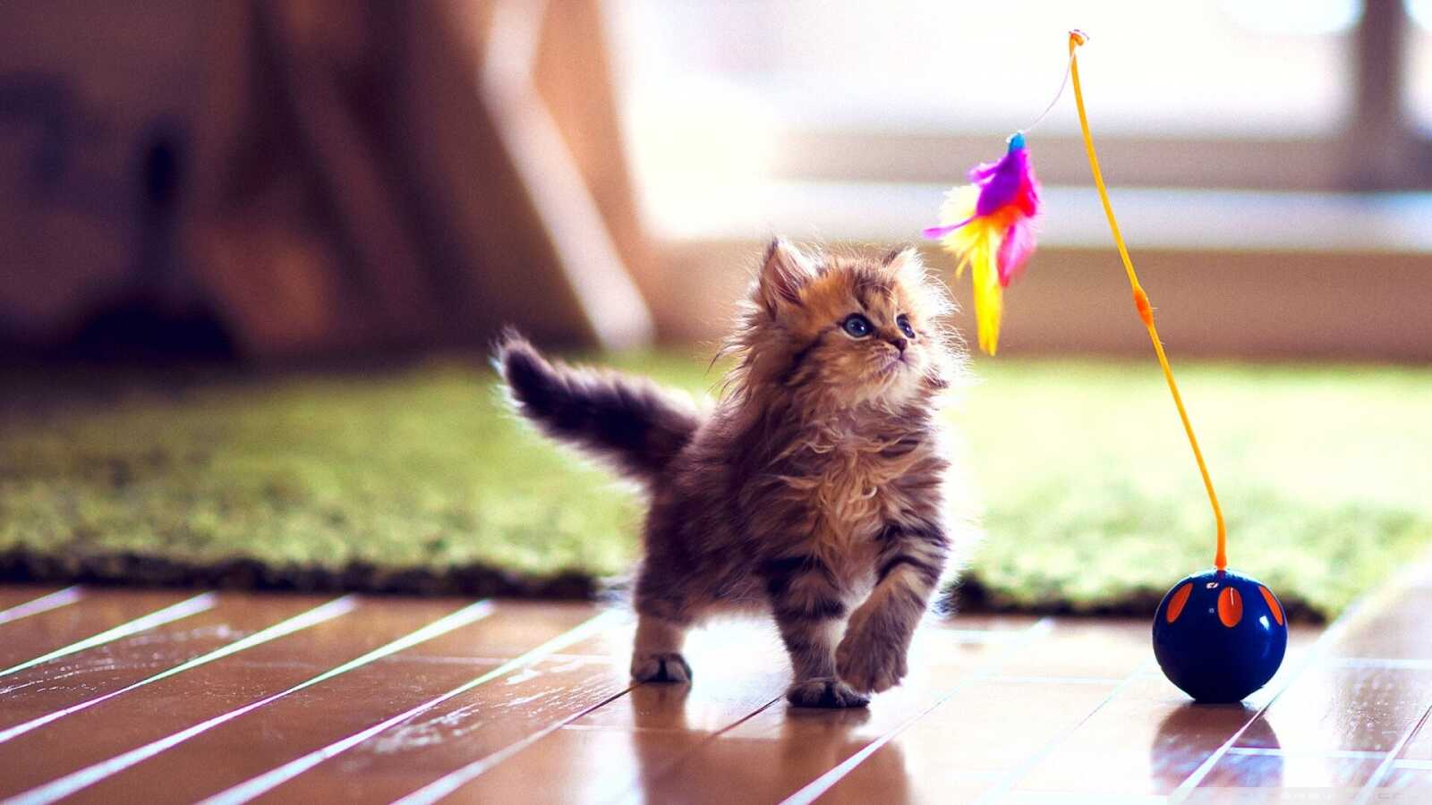 Kitten Wallpapers (115 images) - WallpaperCat