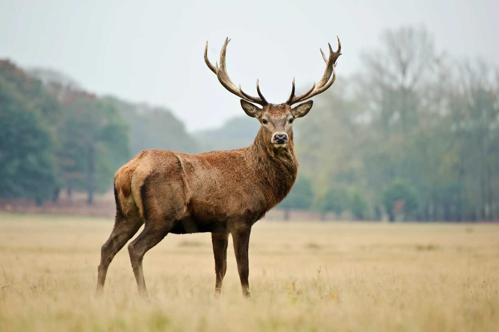 Deer Wallpapers (56 images) - WallpaperCat
