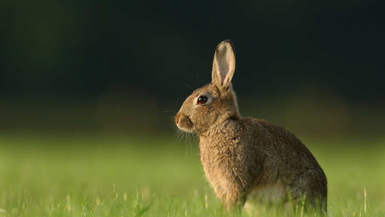 Hare Wallpapers (43 images) - WallpaperCat