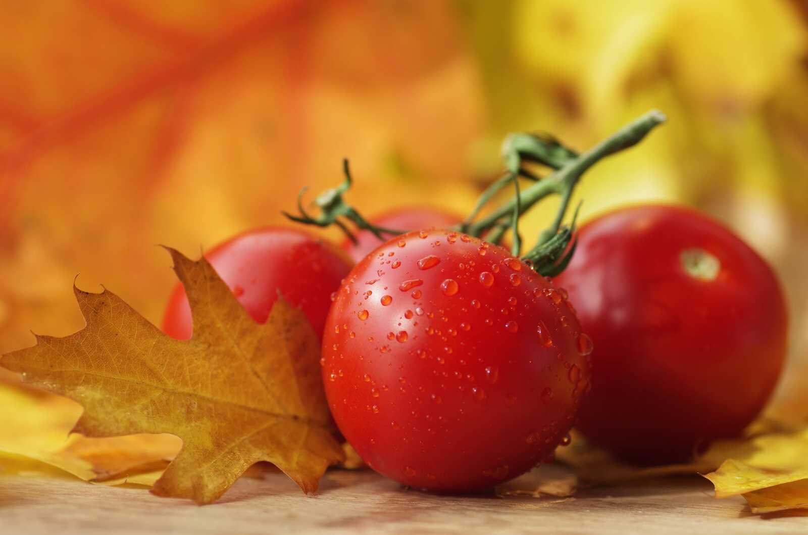 Tomato Wallpapers (70 images) - WallpaperCat