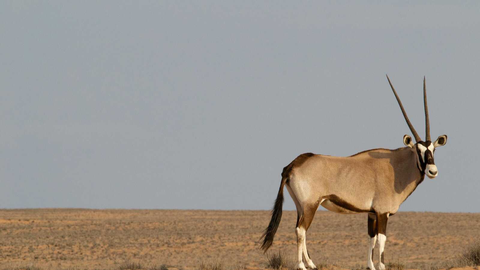 Antelope Wallpapers (34 images) - WallpaperCat
