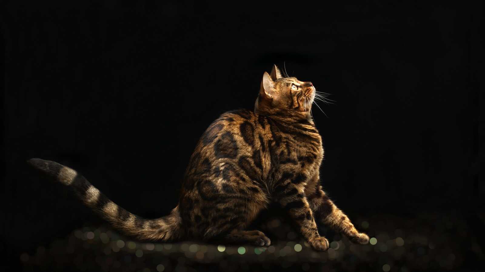 Bengal Cat Wallpapers (29 images) - WallpaperCat