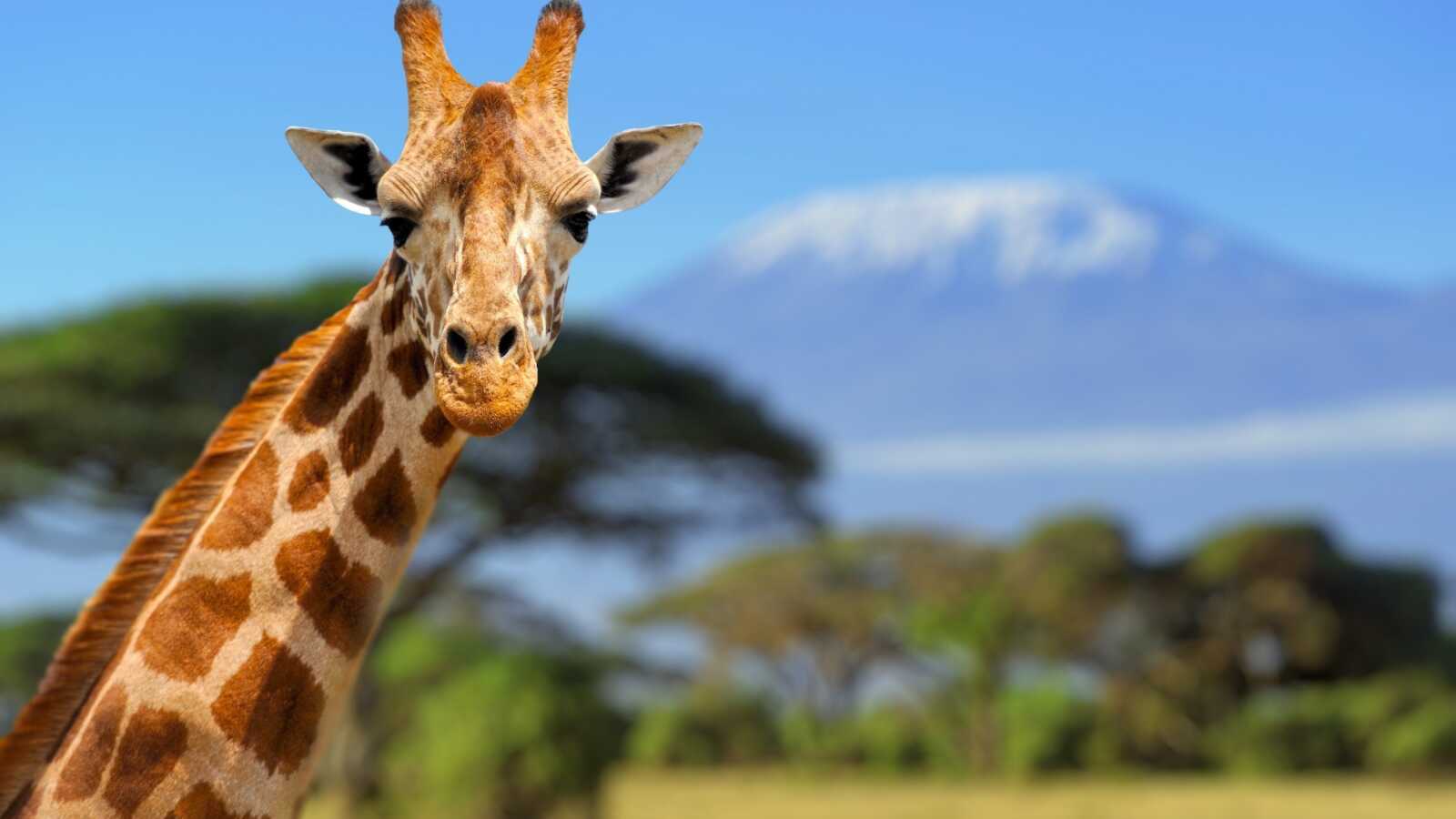 Giraffe Wallpapers (44 images) - WallpaperCat