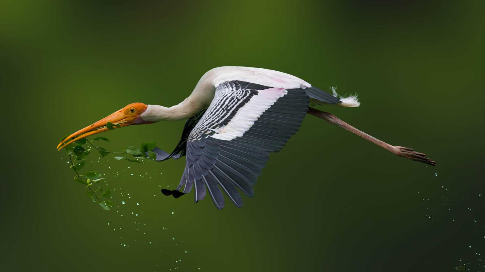 Stork Wallpapers (48 images) - WallpaperCat
