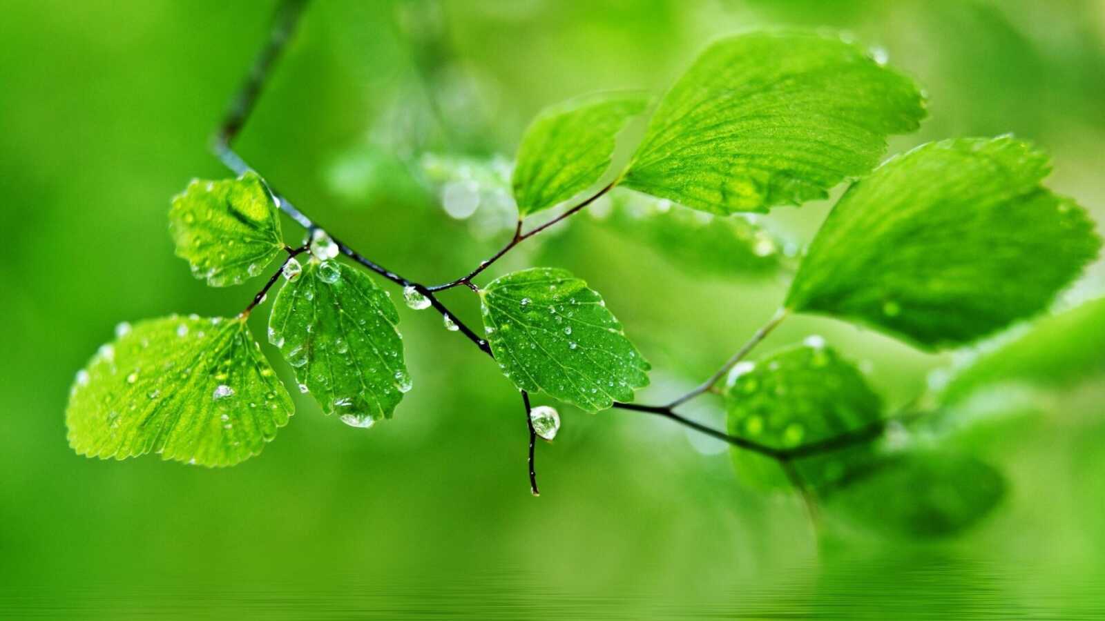 Go Green Wallpapers (48 images) - WallpaperCat