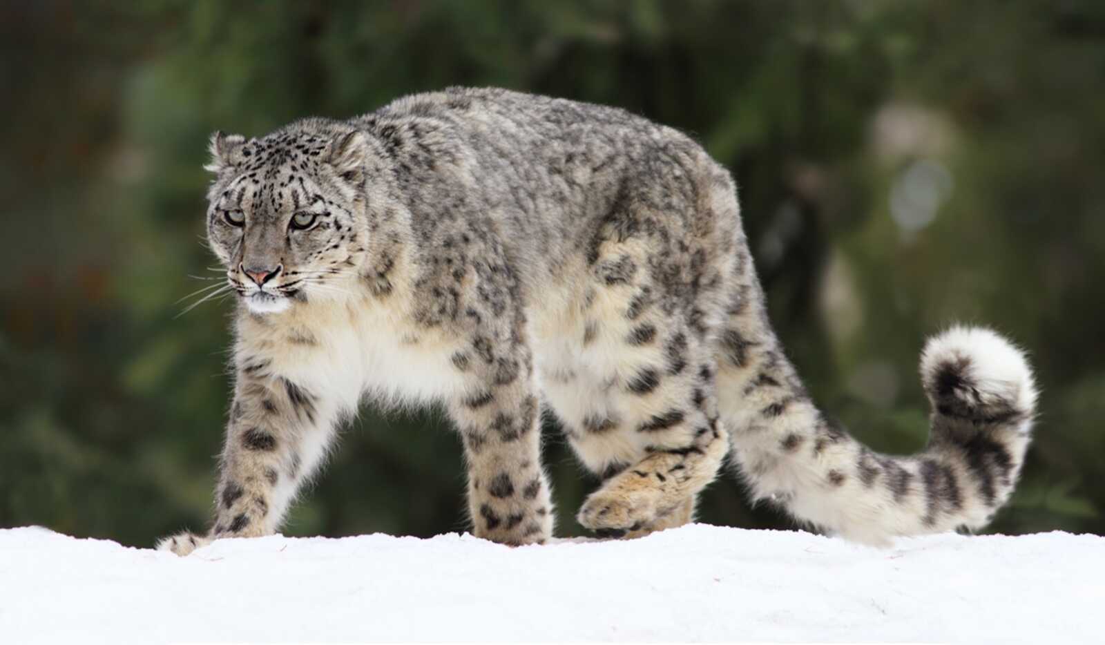 Snow Leopard Wallpapers (76 images) - WallpaperCat