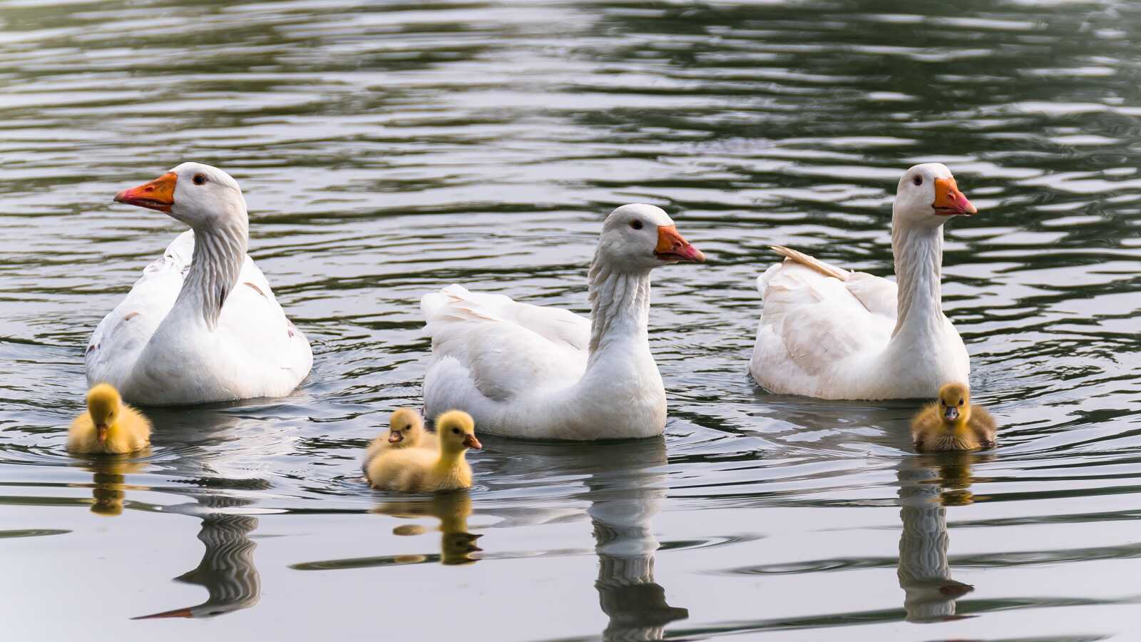 Goose Wallpapers (51 images) - WallpaperCat