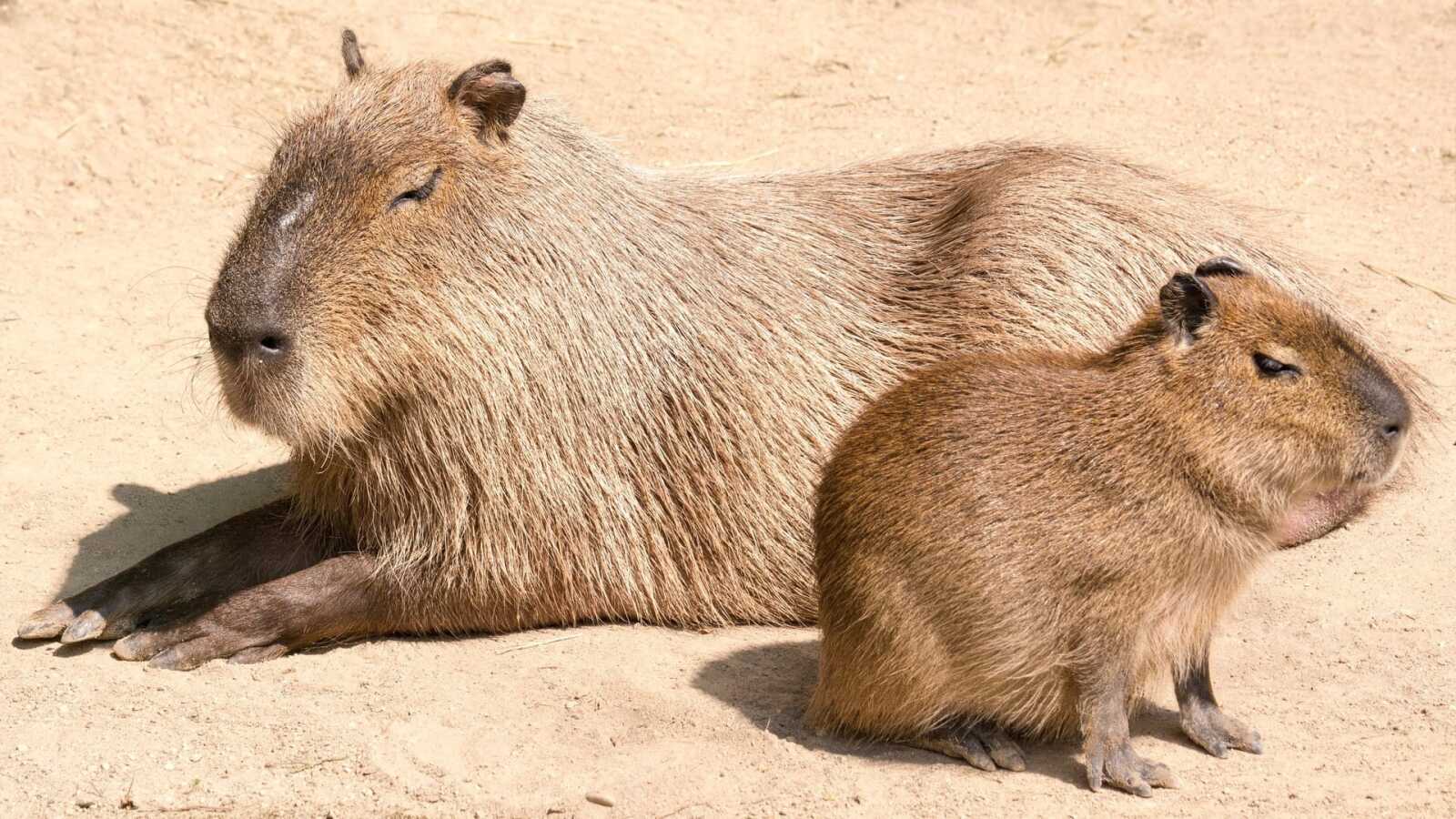 Capybara Wallpapers (43 images) - WallpaperCat