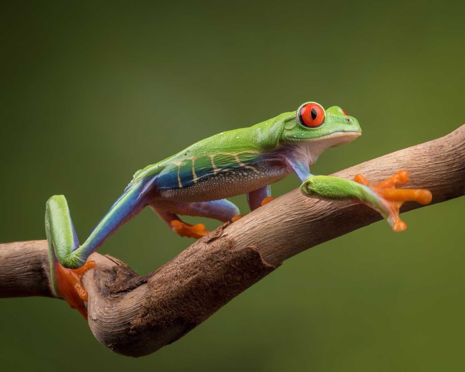 Red Eyed Tree Frog Wallpapers (63 images) - WallpaperCat