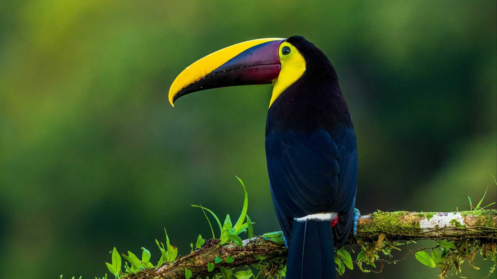 Bird Wallpapers (109 images) - WallpaperCat