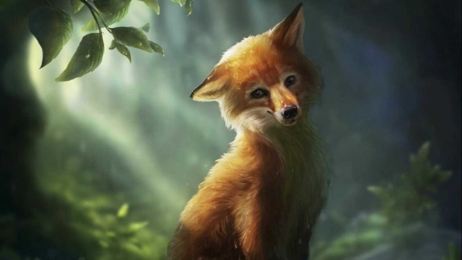 Fox Wallpapers (100 images) - WallpaperCat