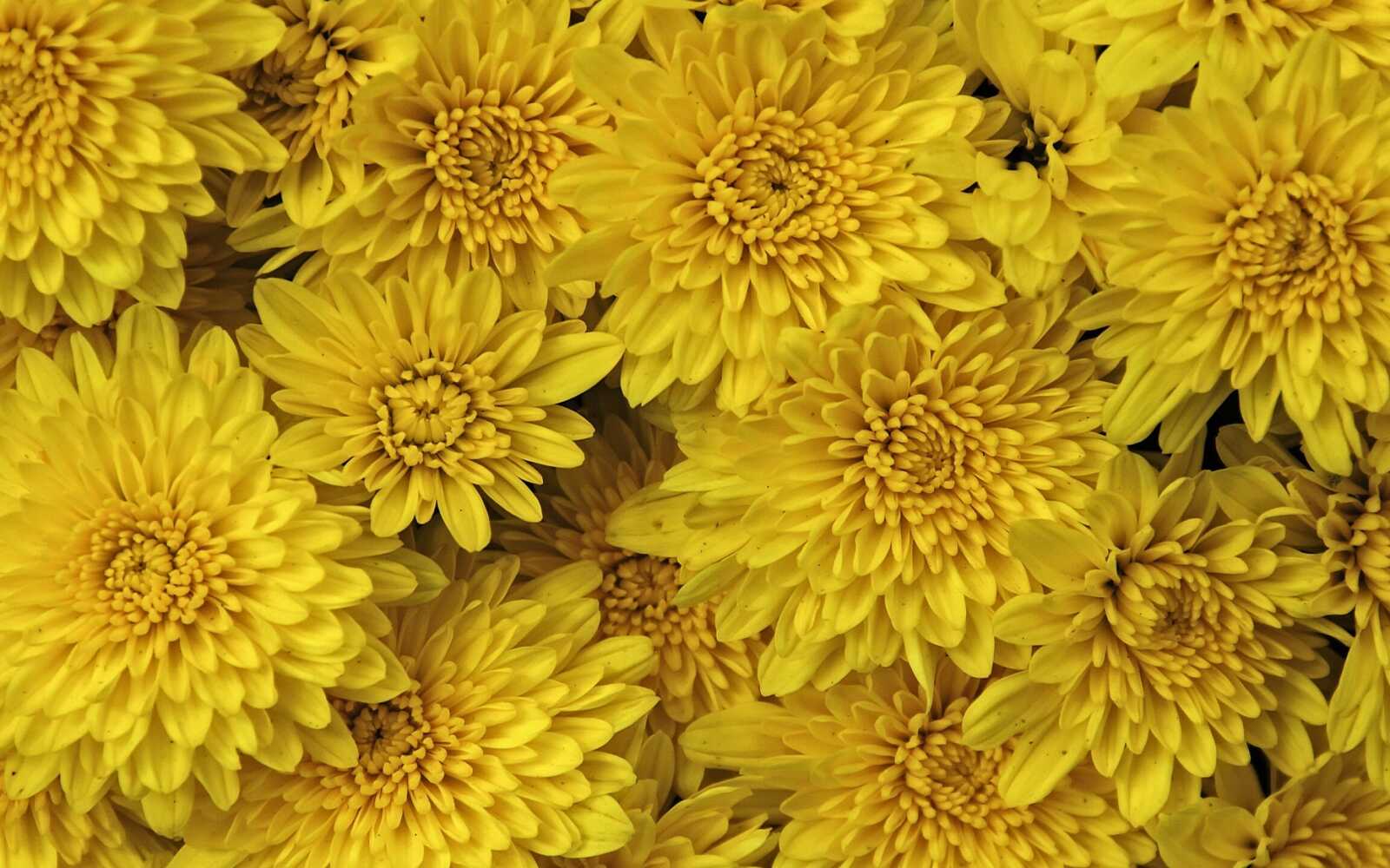 Chrysanthemum Wallpapers (81 images) - WallpaperCat