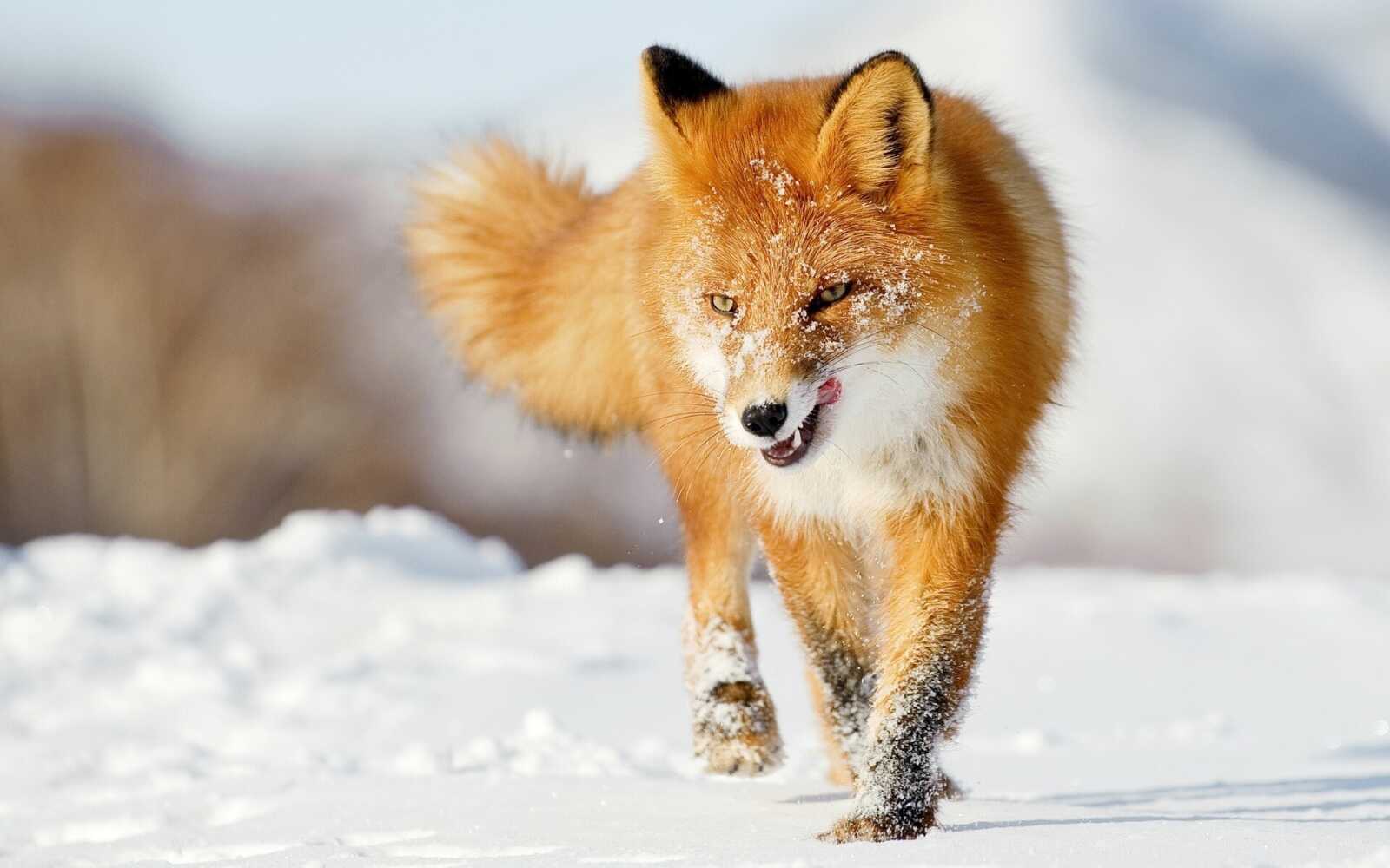 Fox Wallpapers (100 images) - WallpaperCat