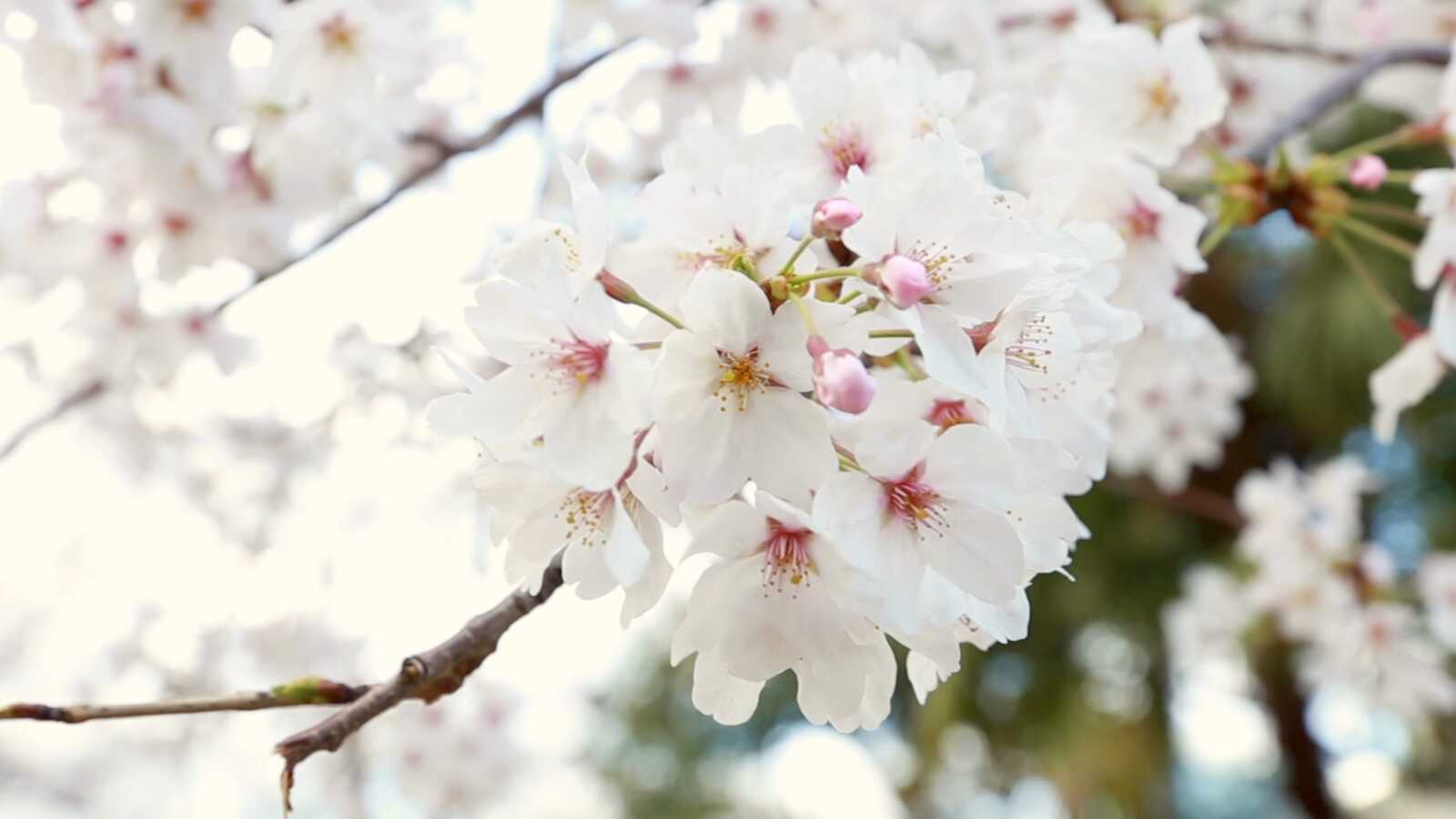 Cherry Tree Wallpapers (14 images) - WallpaperCat