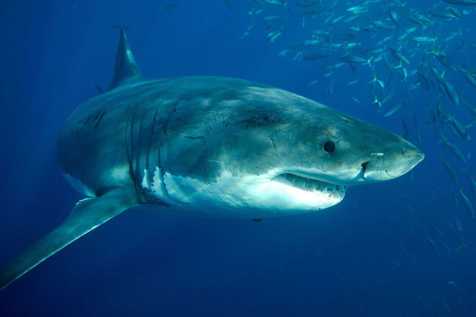 Great White Shark Wallpapers (48 images) - WallpaperCat