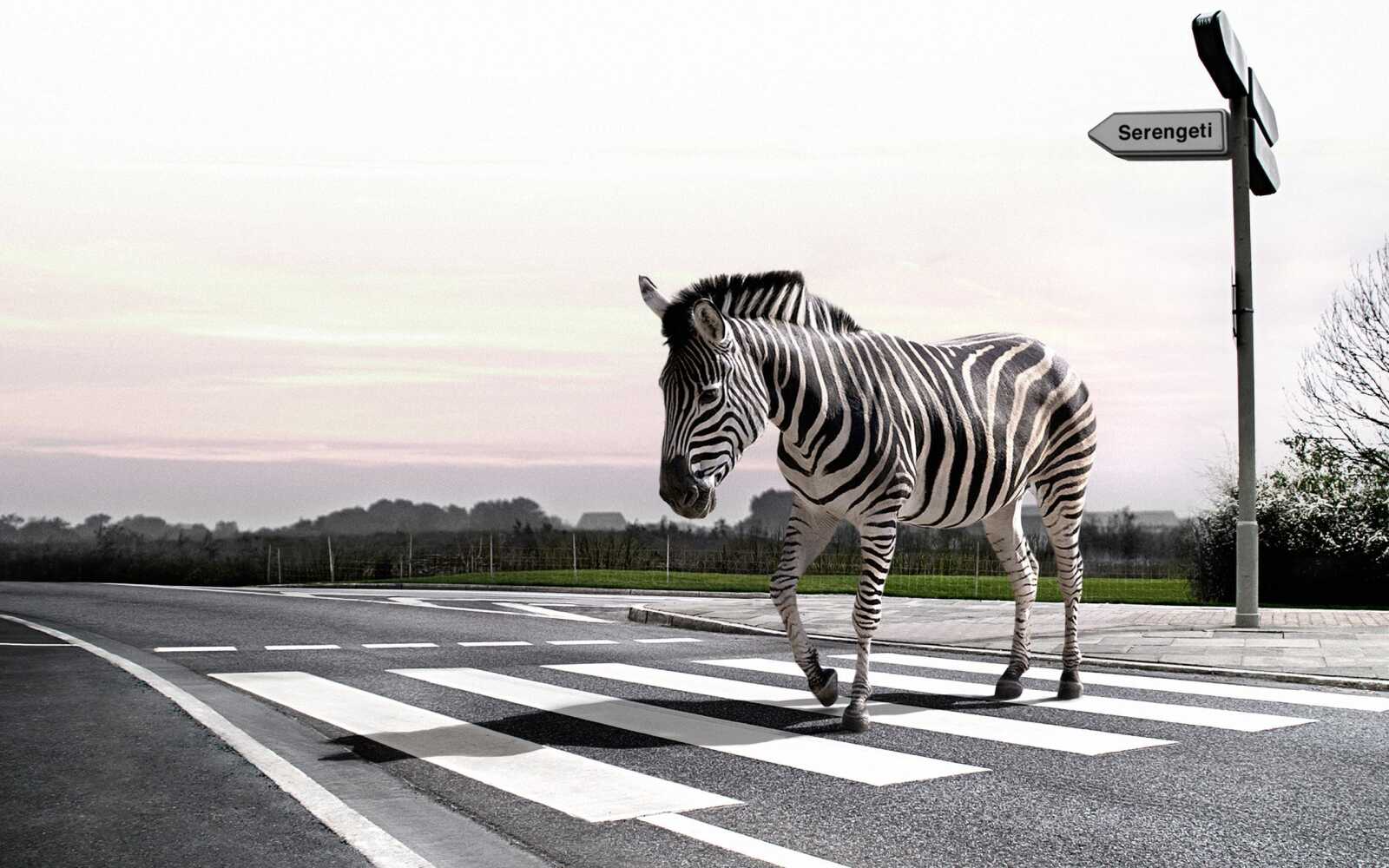 Zebra Wallpapers (48 images) - WallpaperCat