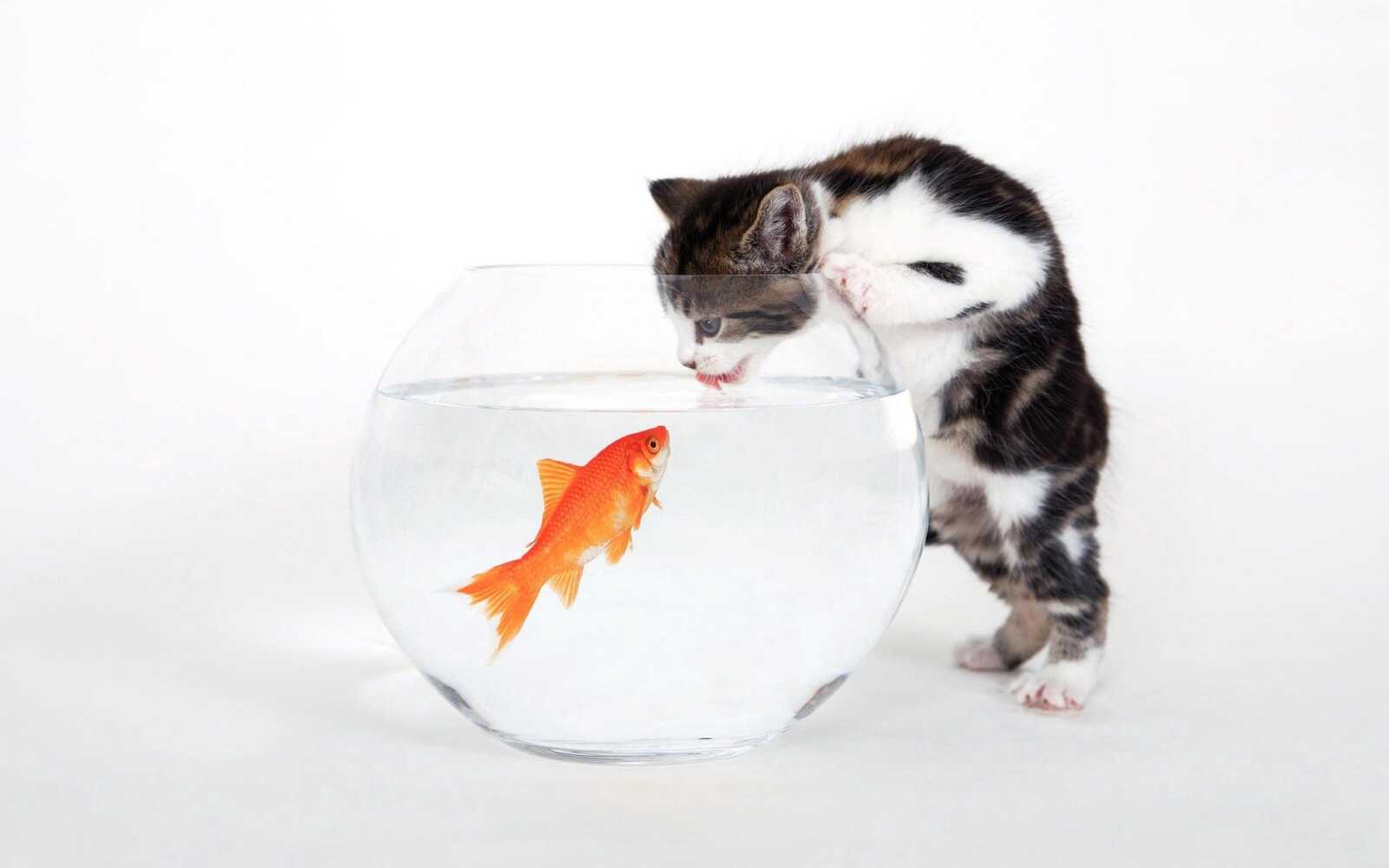 Fishbowl Wallpapers (23 images) - WallpaperCat