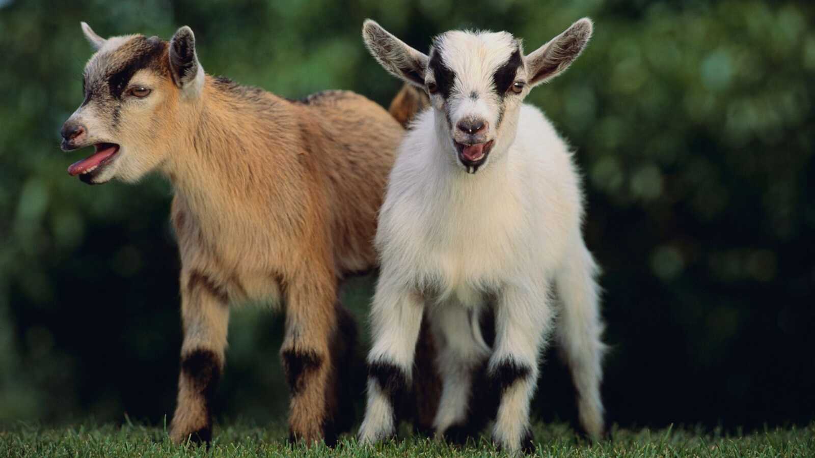 Goat Wallpapers (47 images) - WallpaperCat
