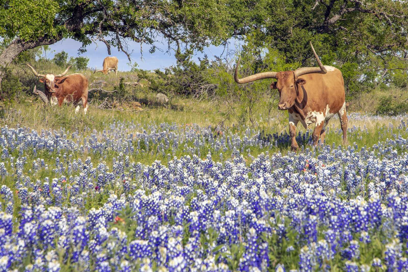 Texas Hill Country Wallpapers (41 images) - WallpaperCat