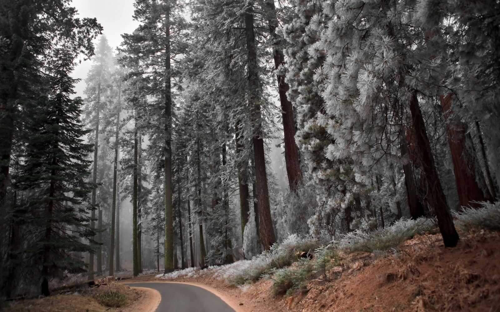 Pine Tree Wallpapers (80 images) - WallpaperCat