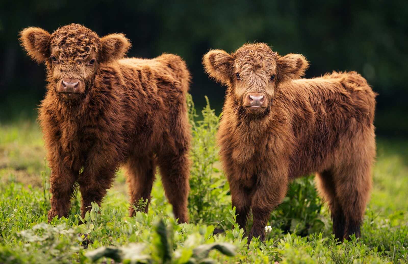 Cow Wallpapers (58 images) - WallpaperCat